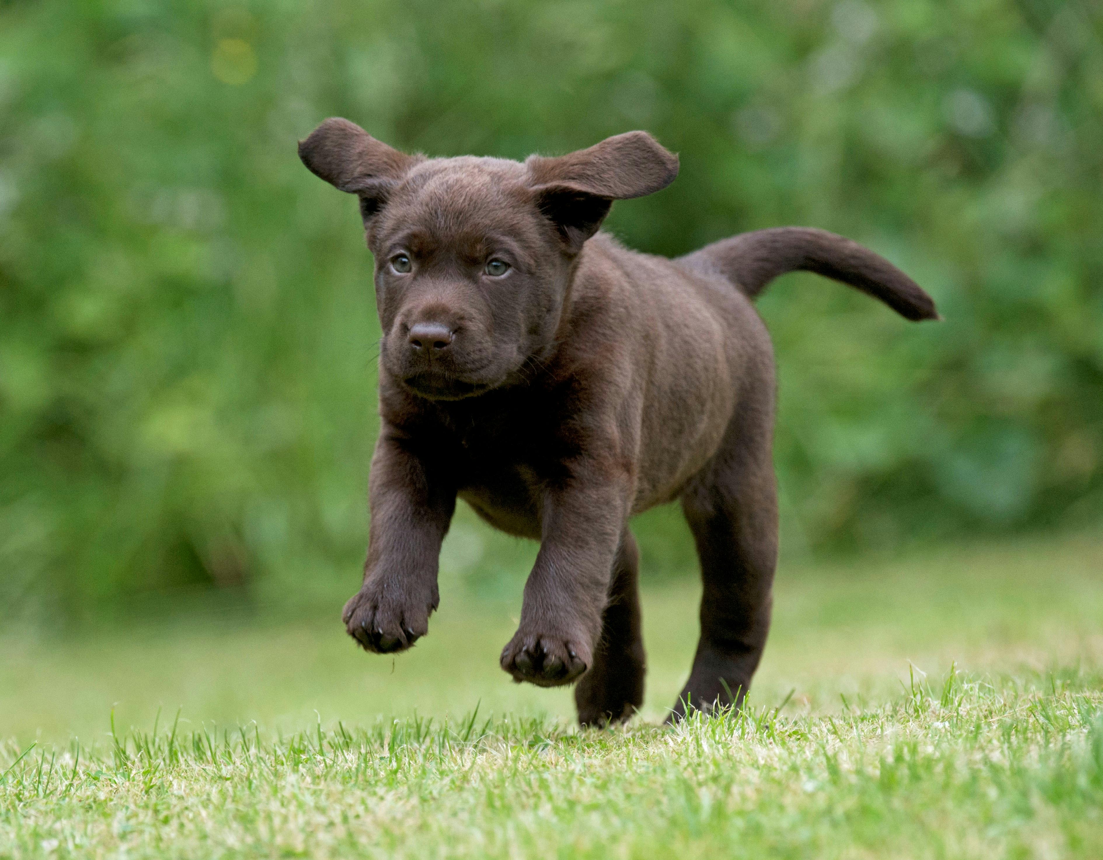 Her er de mest populære hunderacer i Danmark | Femina