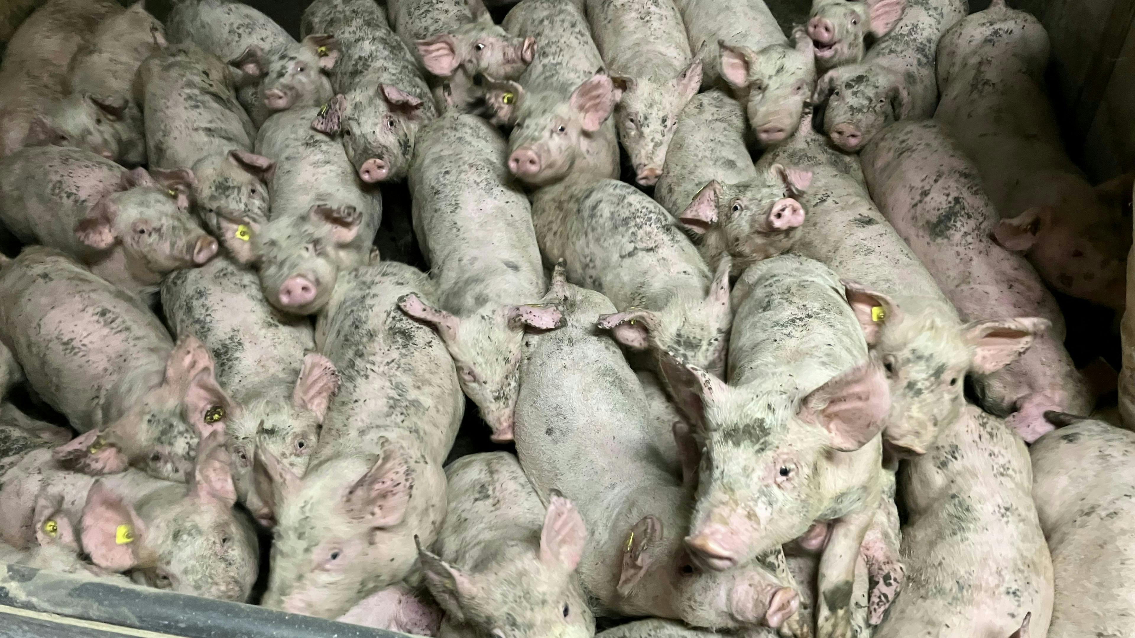 Jeg skal aldrig mere bede om et stykke med konventionelt svin efter at ...